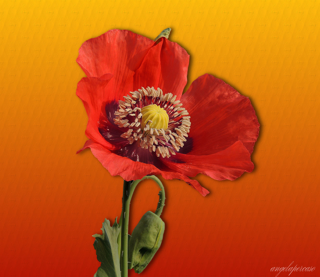 Papaver somniferum by angela percaso / 500px