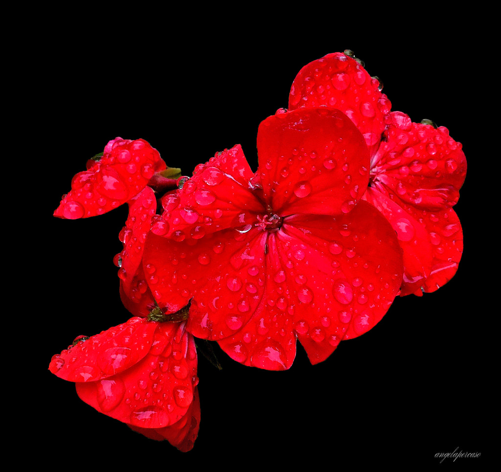 geranio pioggia by angela percaso / 500px