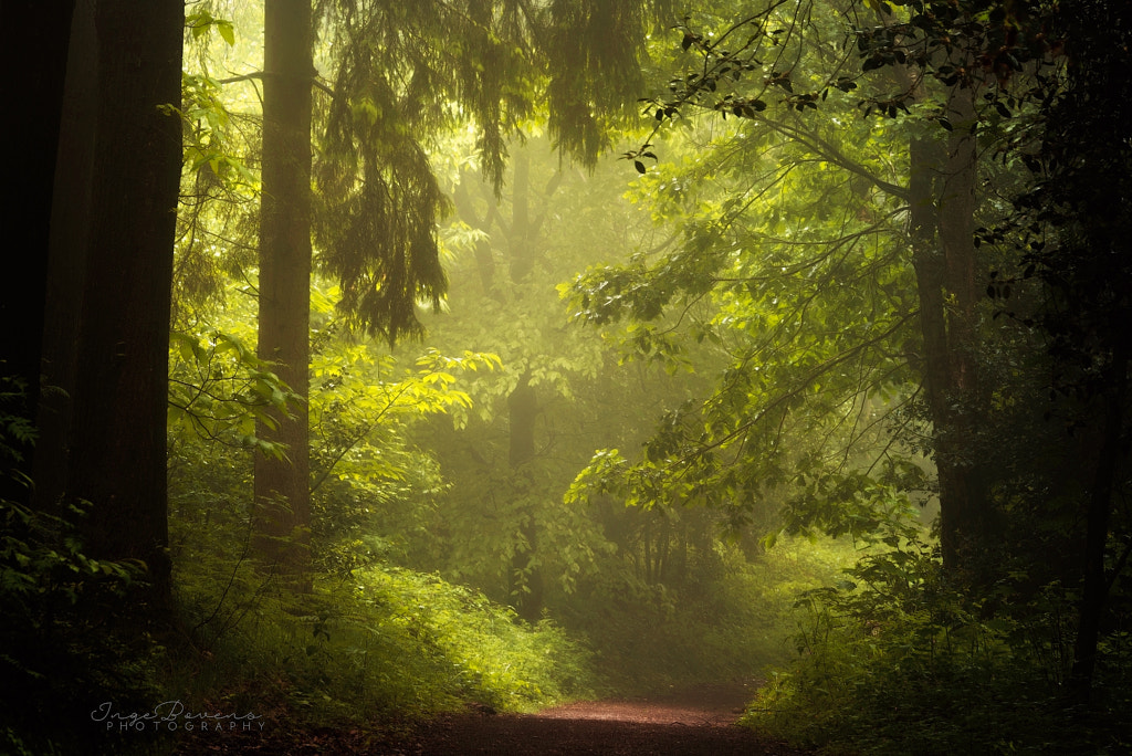 Hidden. by Inge Bovens / 500px