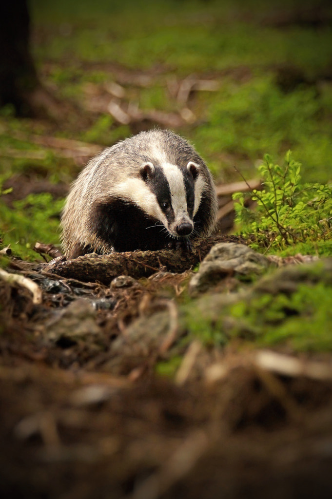 jazvec lesný by Pavol DELEJ / 500px