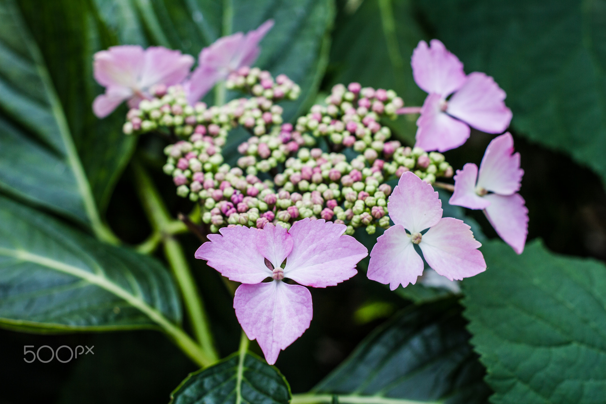Delicate Pink Hydrangea Blooms in Green Garden | nature photo by Jon B ...