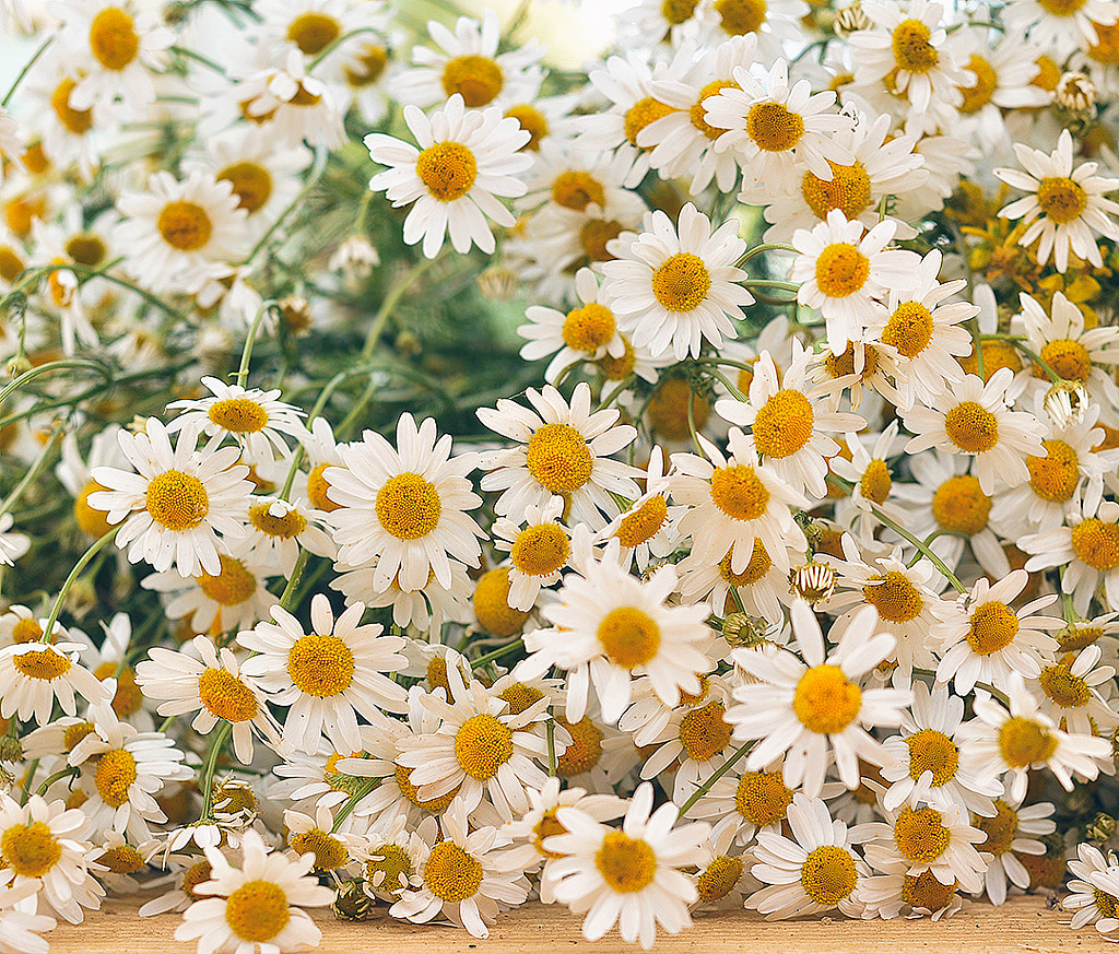 Chamomile by Kerry Moore / 500px