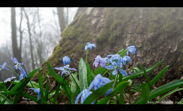 Spring flowers after rain by Олексій Нечитайлов / 500px