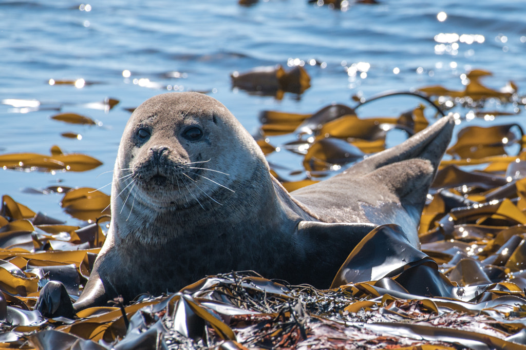 Harbour Seal in Iceland by Tyler Roberts / 500px