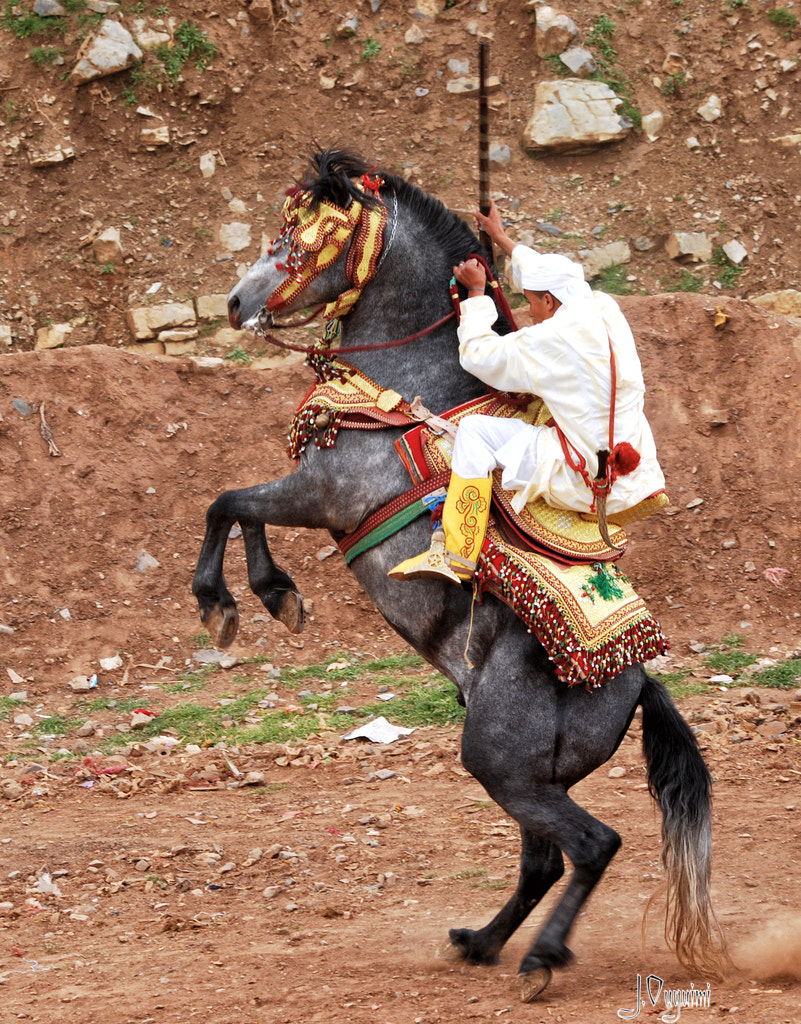 angry horse by jamal ouguimi | 500px