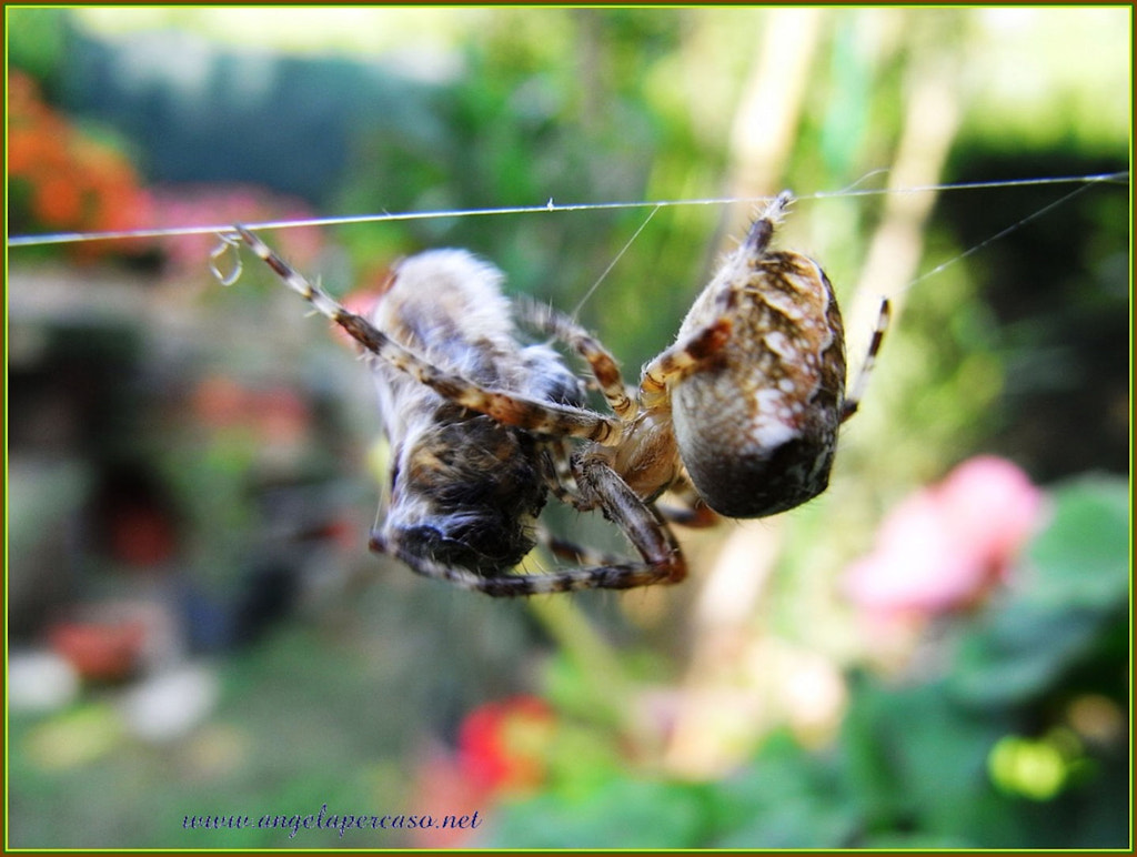 il ragno e la sua preda by angela percaso / 500px