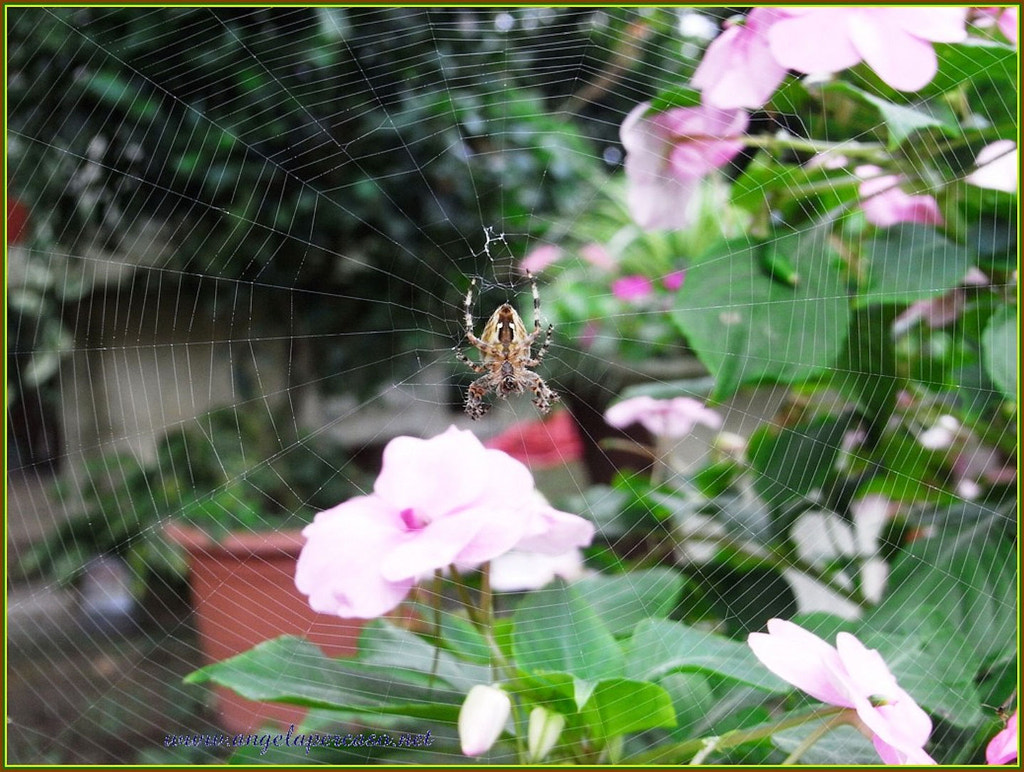 il ragno e la sua preda by angela percaso / 500px