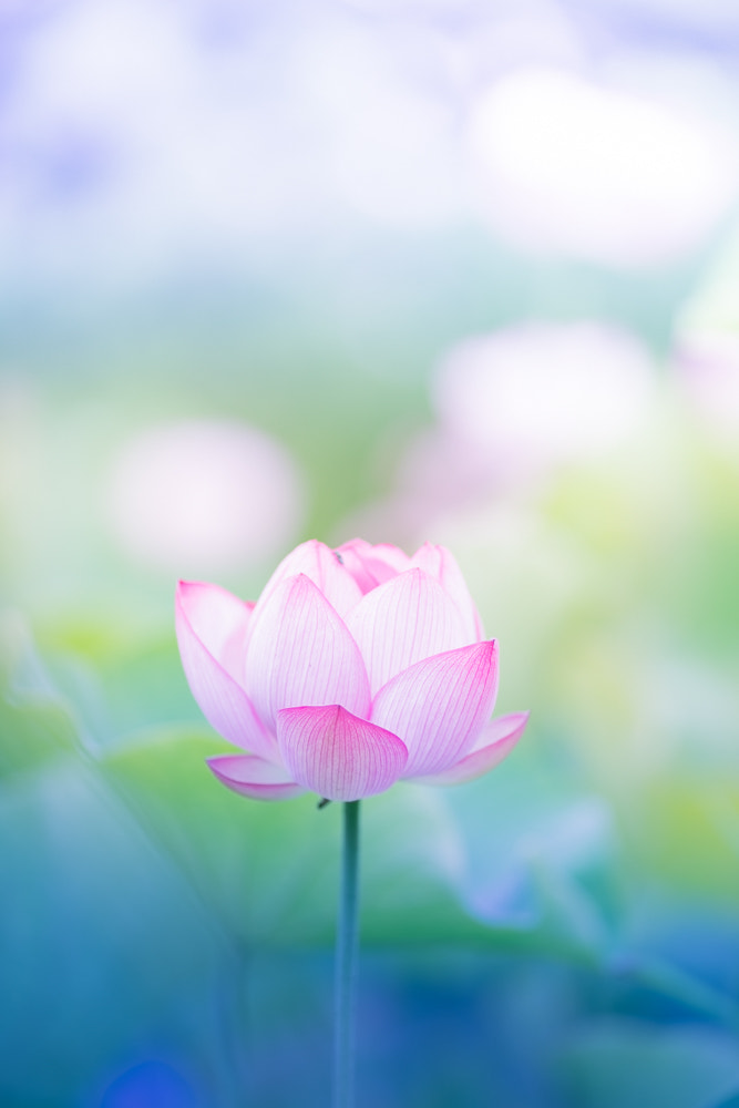 Pink Lotus Flower Blooming in Soft Light | nature photo by Noriko ...