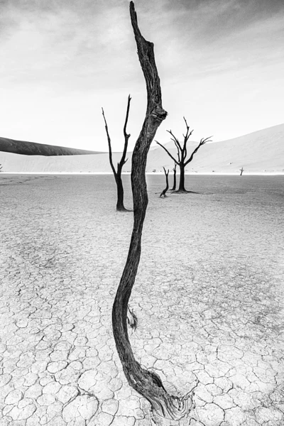 Dead Trees in Arid Desert Landscape | landscape photo by Trevor Cole ...
