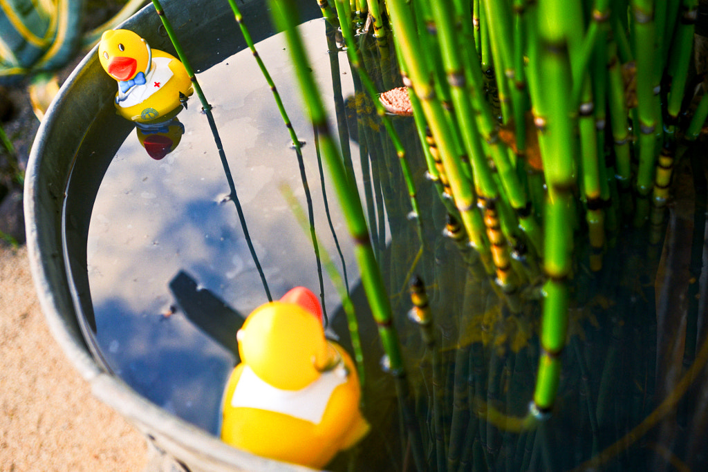 scared rubber ducky by Tywen Kelly / 500px