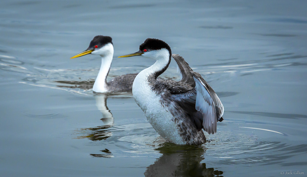 Western Grebes by Jack Gillum / 500px
