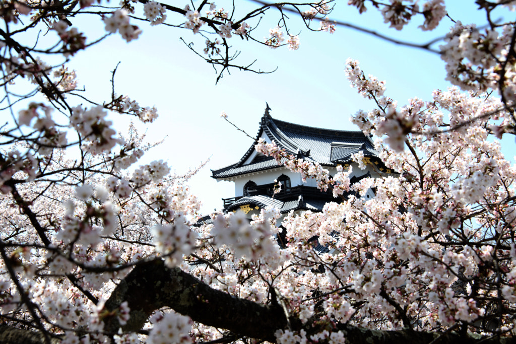 Cherry Tree and Hikone Castle in Japan. by わいもり ymori / 500px