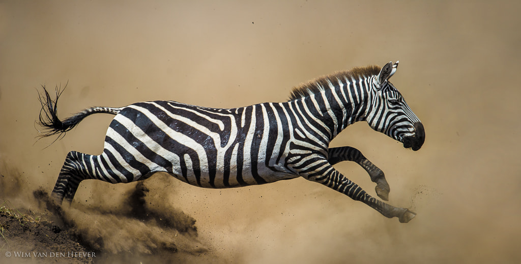 Flying Zebra by Wim van den Heever / 500px