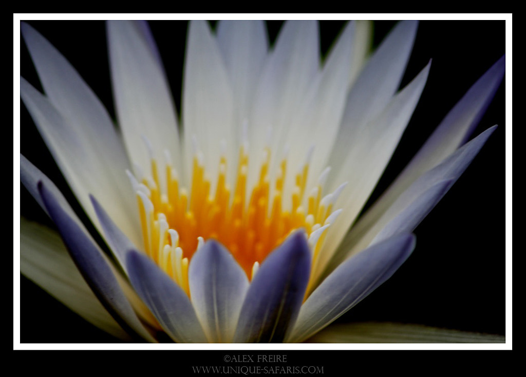 Water Lilly by Alex Freire / 500px