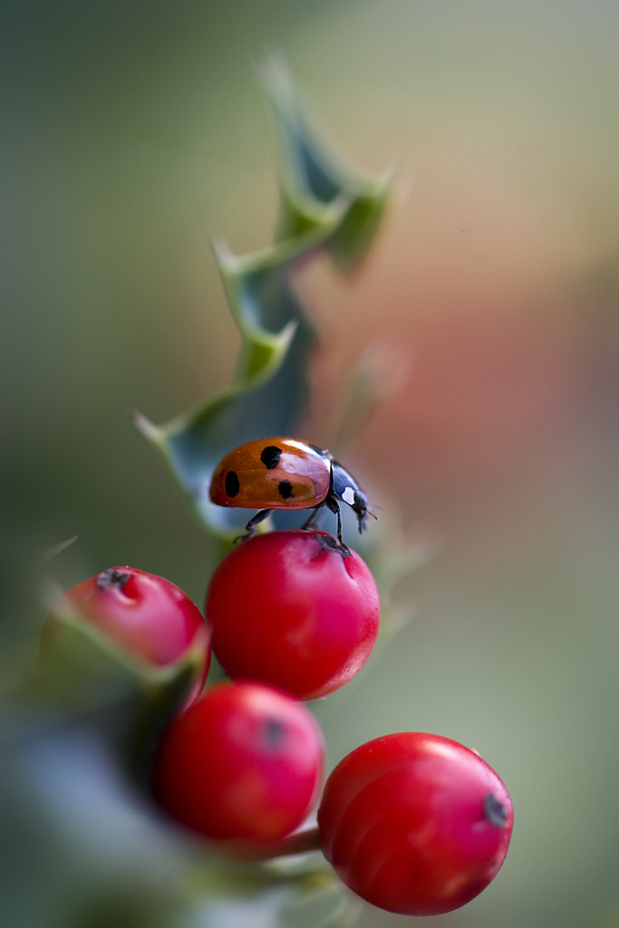 Berry Lady by Jacky Parker | 500px