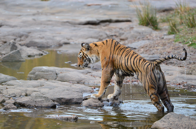 Machali ... Dripping by Rahul Pratti / 500px