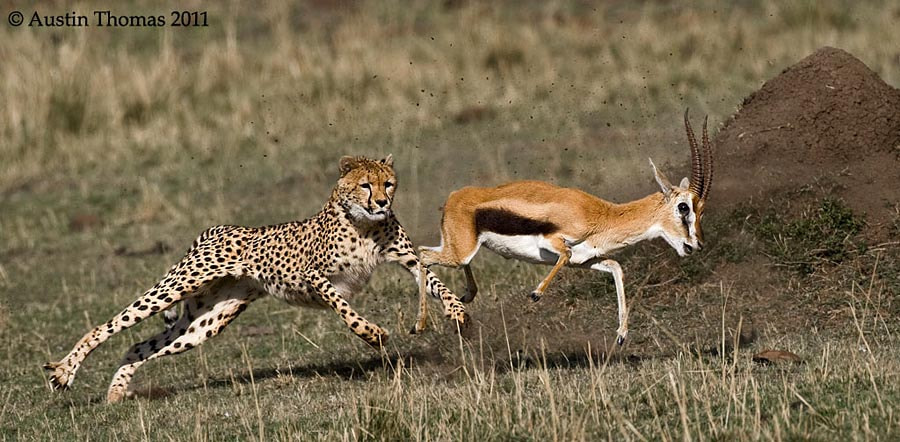 Cheetah chasing Gazelle... by Austin Thomas / 500px
