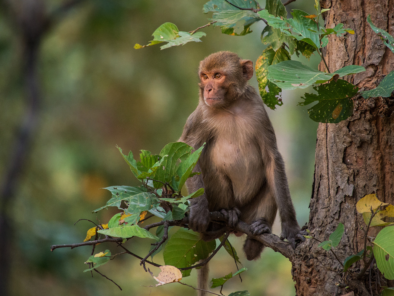 Rhesus macaque by Stefan Cruysberghs - Photo 32947643 / 500px