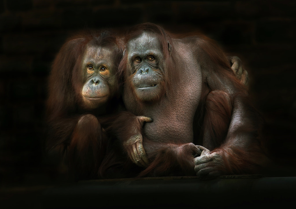 orangutans by Rodney Valentine / 500px