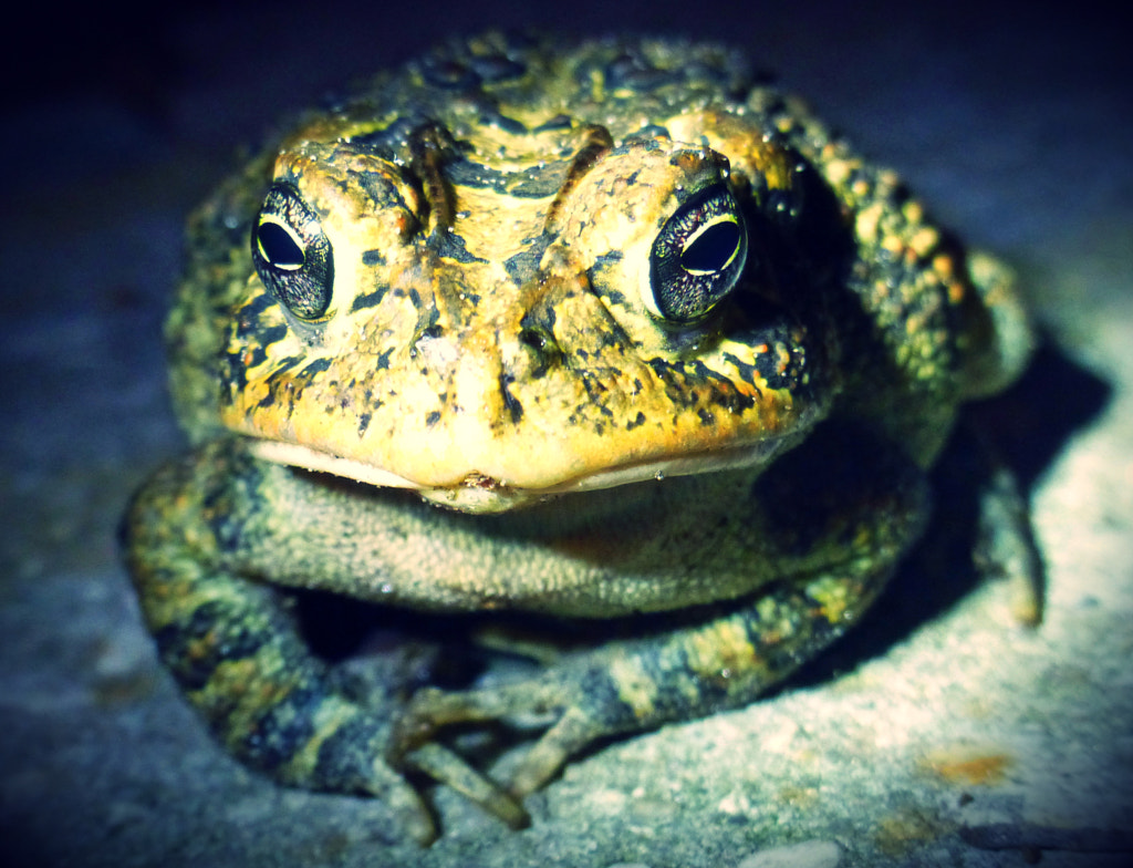 Hypno Toad by David Hicks / 500px