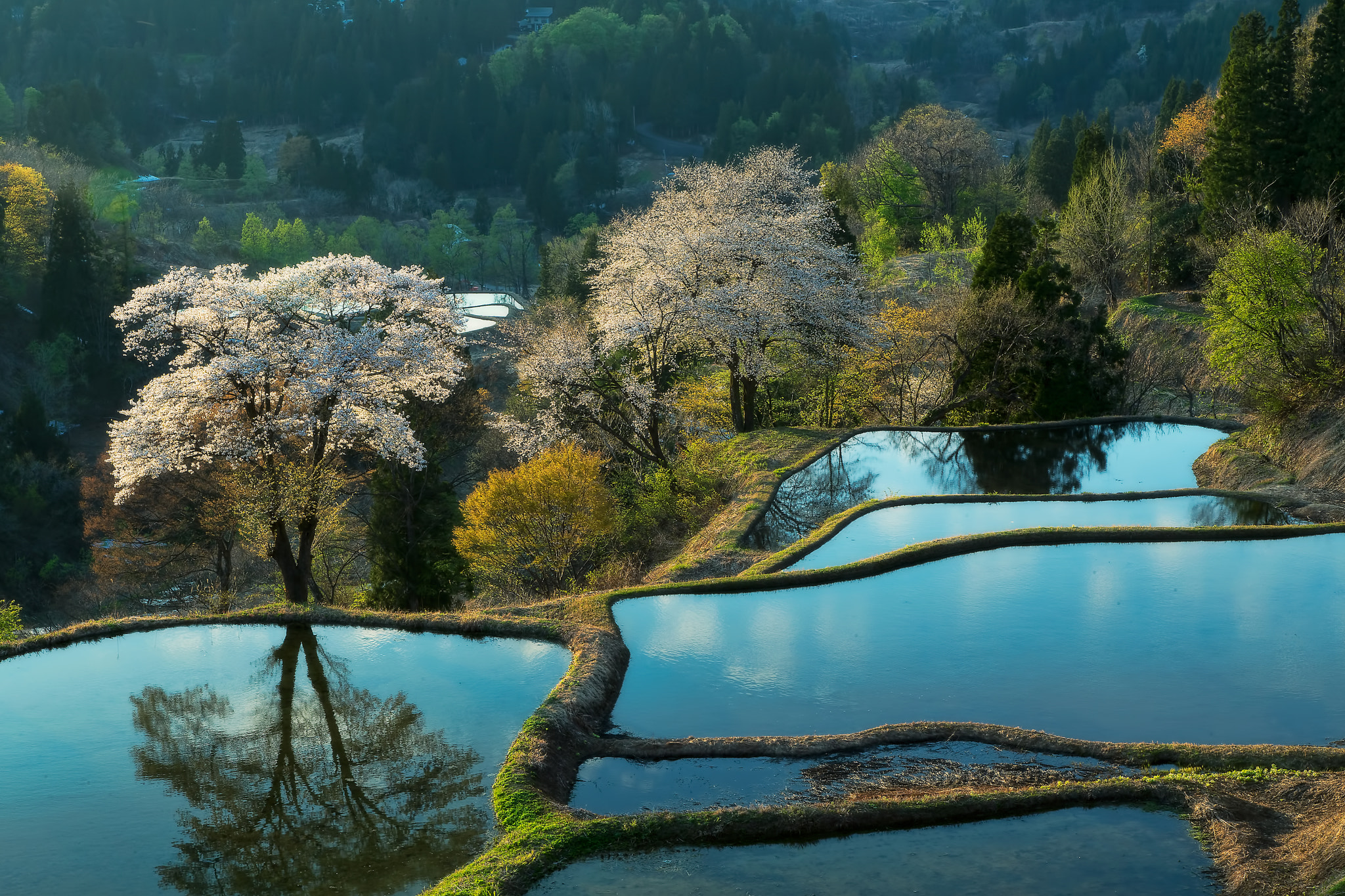 Rice terrace and sakura trees by MIYAMOTO Y / 500px