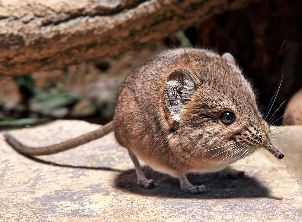 Short-eared Elephant Shrew by Klaus Wiese / 500px