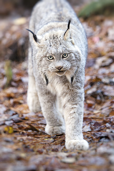 Being Hunted by Matt Mattei | 500px