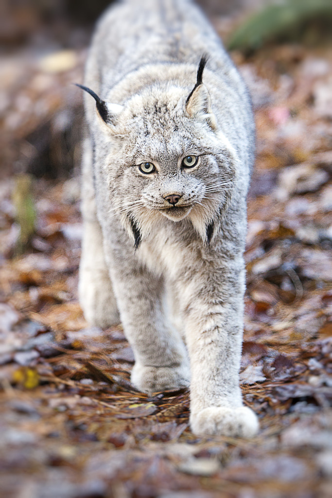 Being Hunted by Matt Mattei | 500px