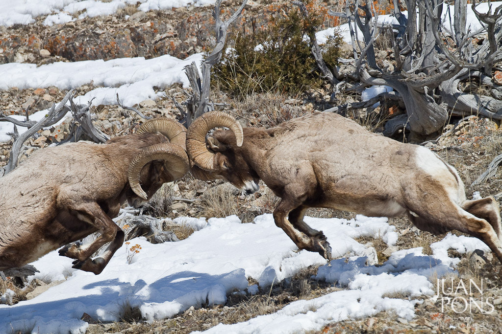 Fighting Big Horn Sheep, Yellowstone NP, WY by Juan Pons / 500px