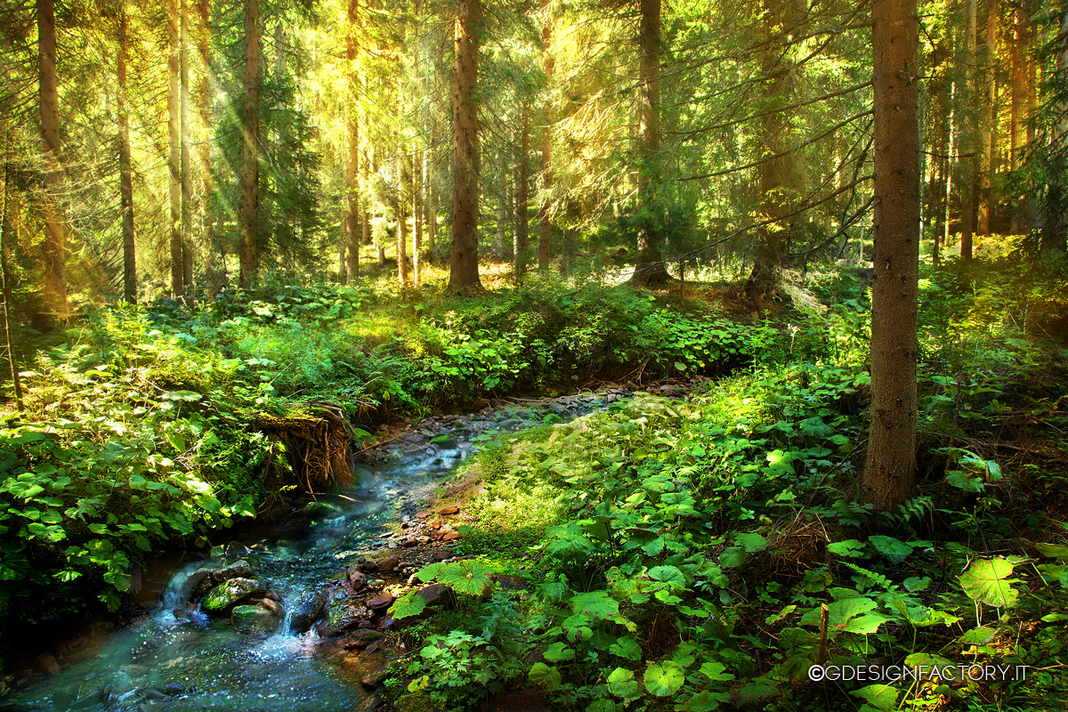 Lush forest by Vrginio Perissinotto - Photo 33274493 / 500px Lush forest by Vrginio Perissinotto - Photo 33274493 / 500px