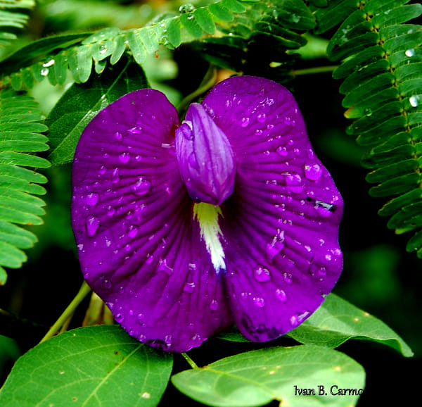 Sweting Clitoris Flower. by Ivan B. Carmo | 500px