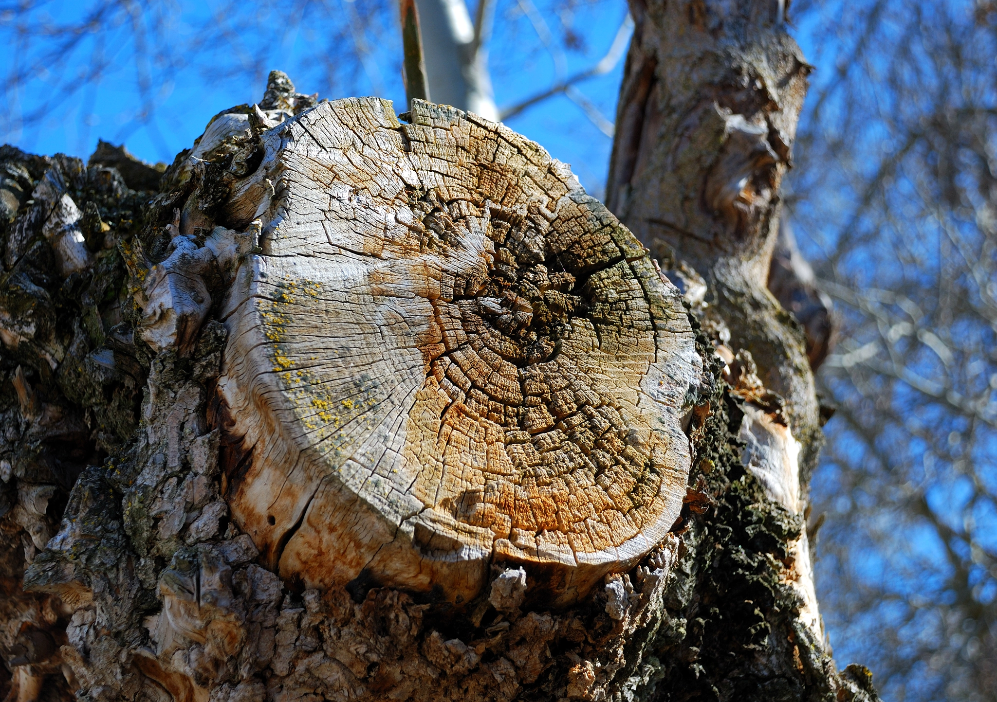 Cut tree trunk by Jesús (alias Marco) Cuevas Altirriba | 500px
