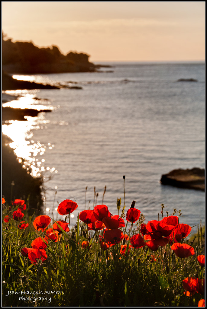 POPPIES AT THE SEA ... by Jean-François SIMON / 500px