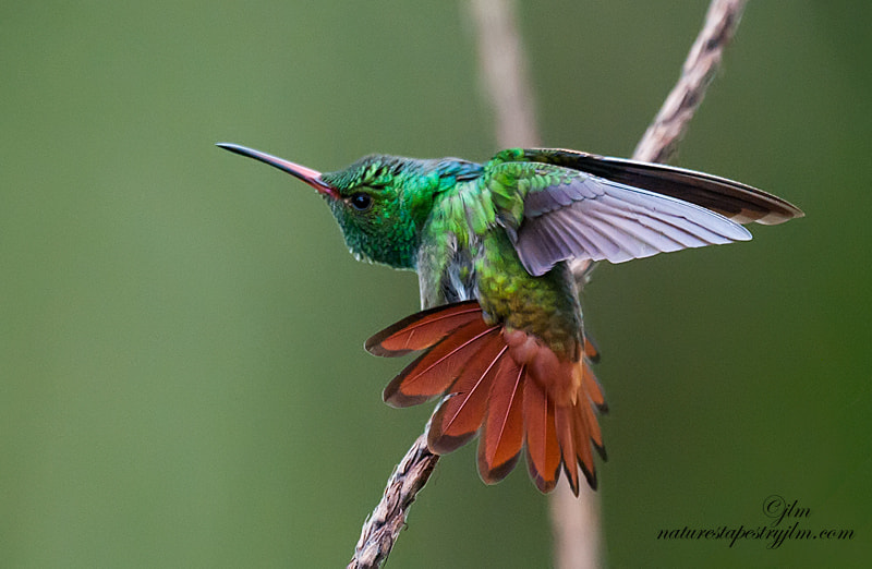 Rufus Tailed Hummingbird by Judylynn Malloch / 500px