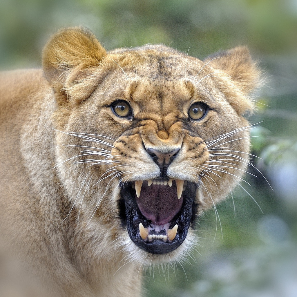 Angry Lioness by Josef Gelernter / 500px