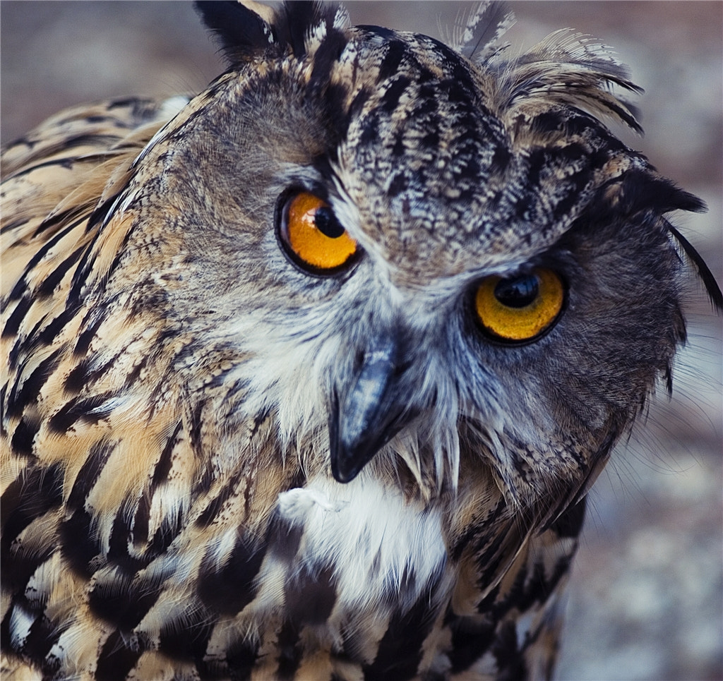 bubo bubo by Anton Kuzmin / 500px