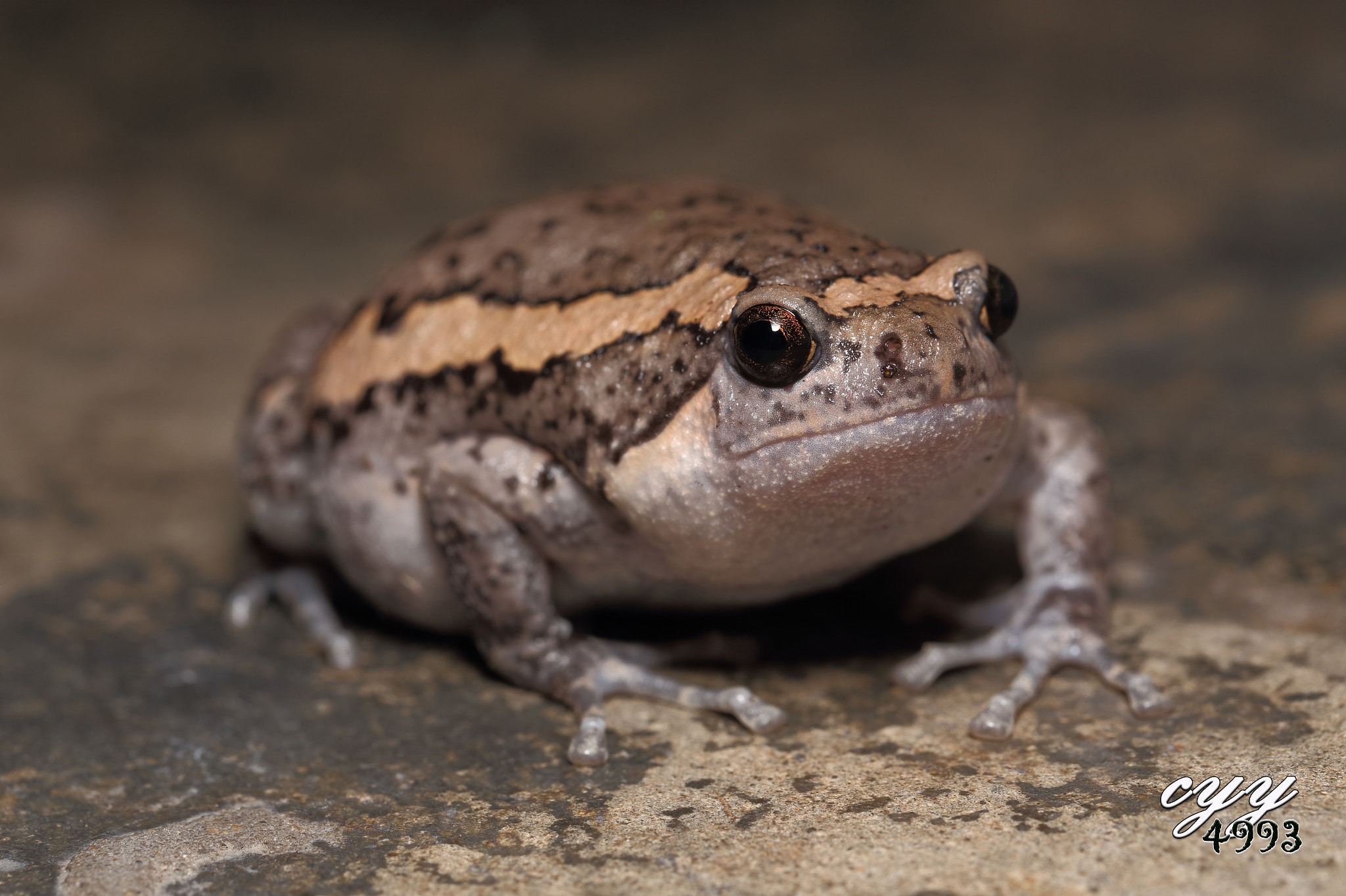 Banded Bull Frog [Microhylidae] Kaloula Pulchra Pulchra (Gray, 1831 ...