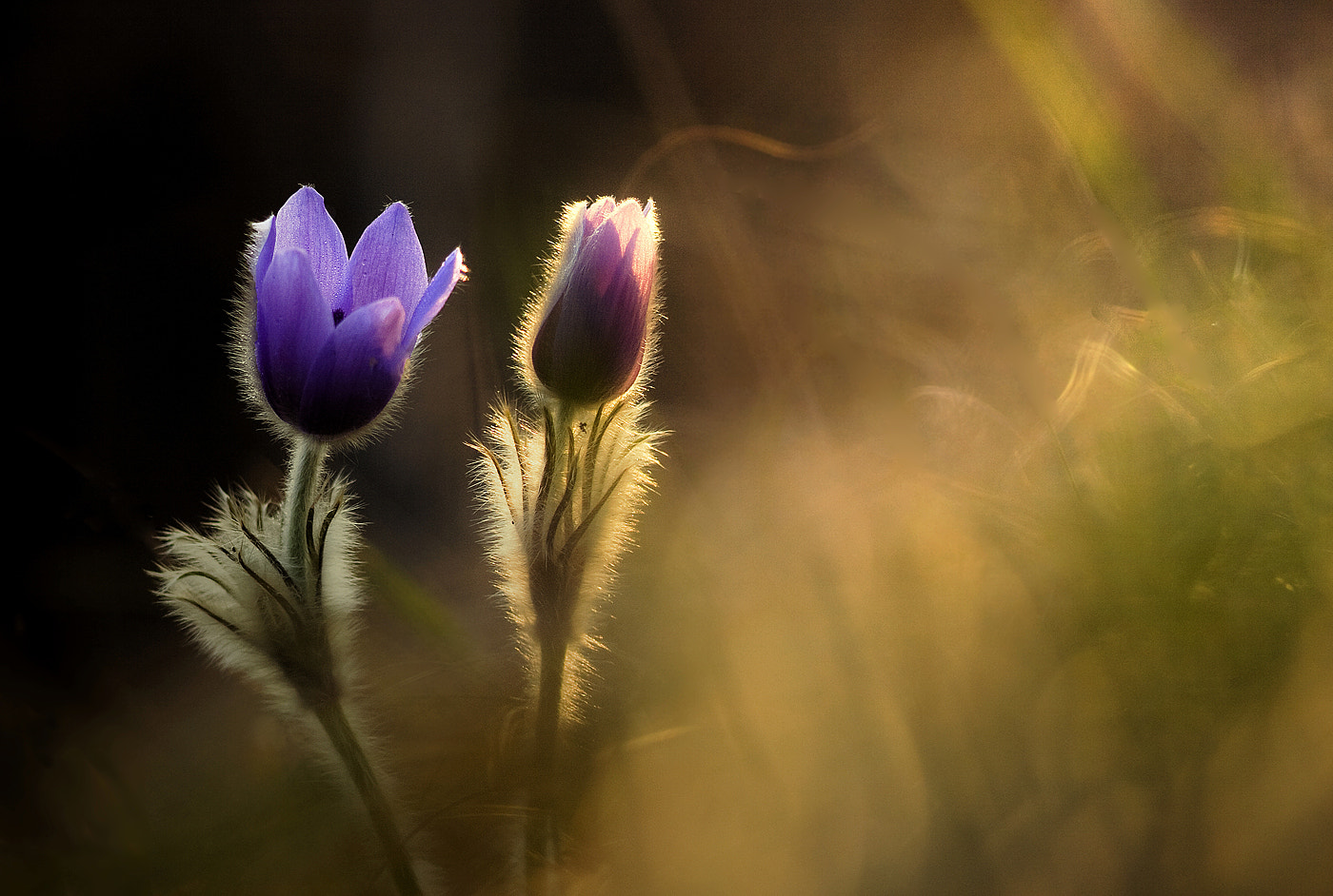 Promise of spring by Péter Koczkás / 500px
