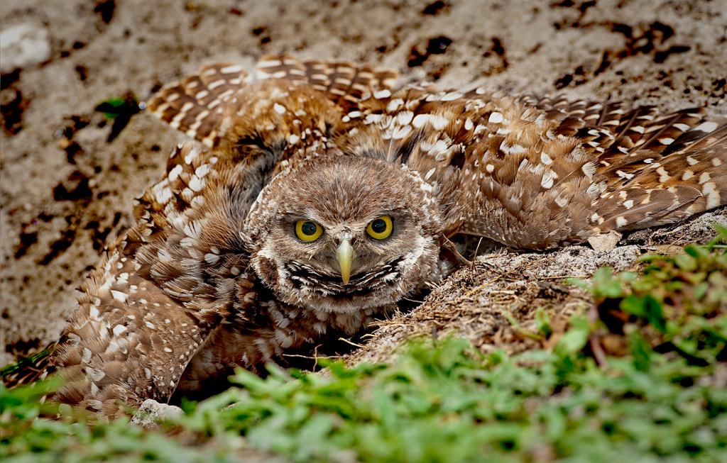 A Mother guarding her chicks by Joe McBroom / 500px
