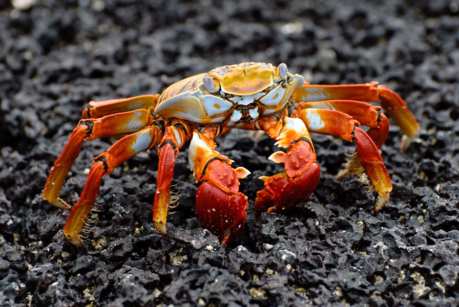 Lava crab by Antoine Reveau / 500px