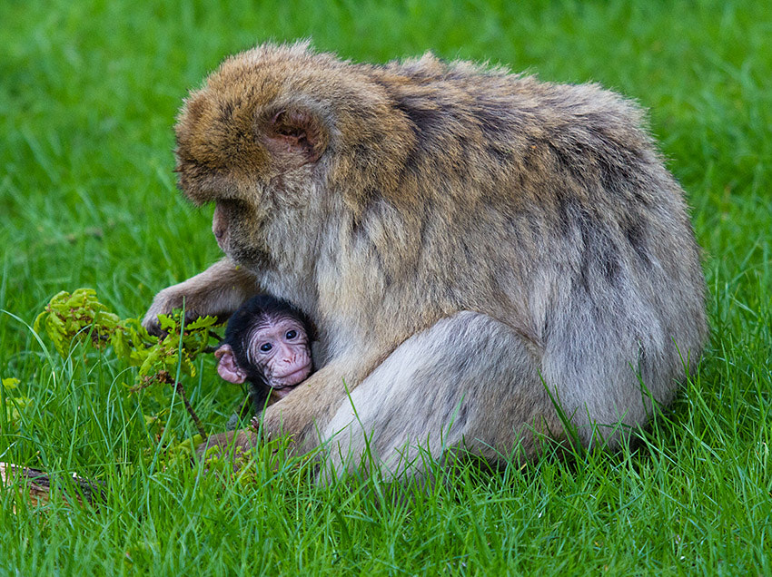 Barbary ape feeding & baby by Laurence Berle / 500px