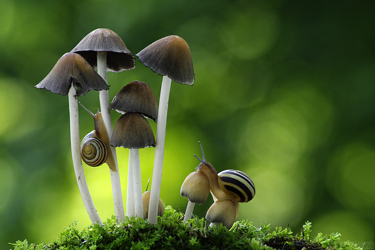 Exploring the Toadstools by Vie Lipowski / 500px