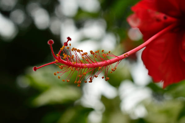 Shoe Flower Stigma by Zayan | 500px