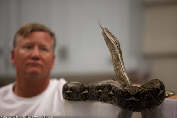 Reticulated python smelling the air by Jeff Swearingen / 500px