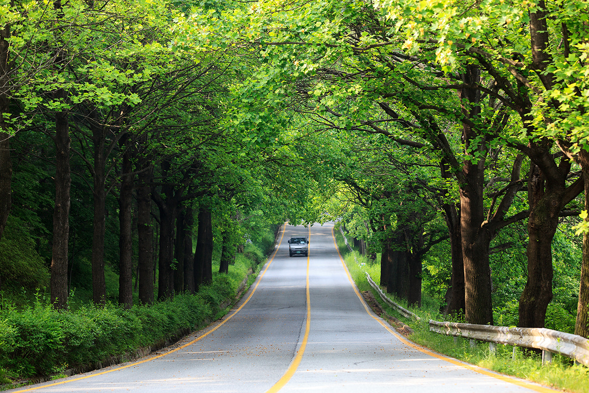 The road side tree by Reonis / 500px