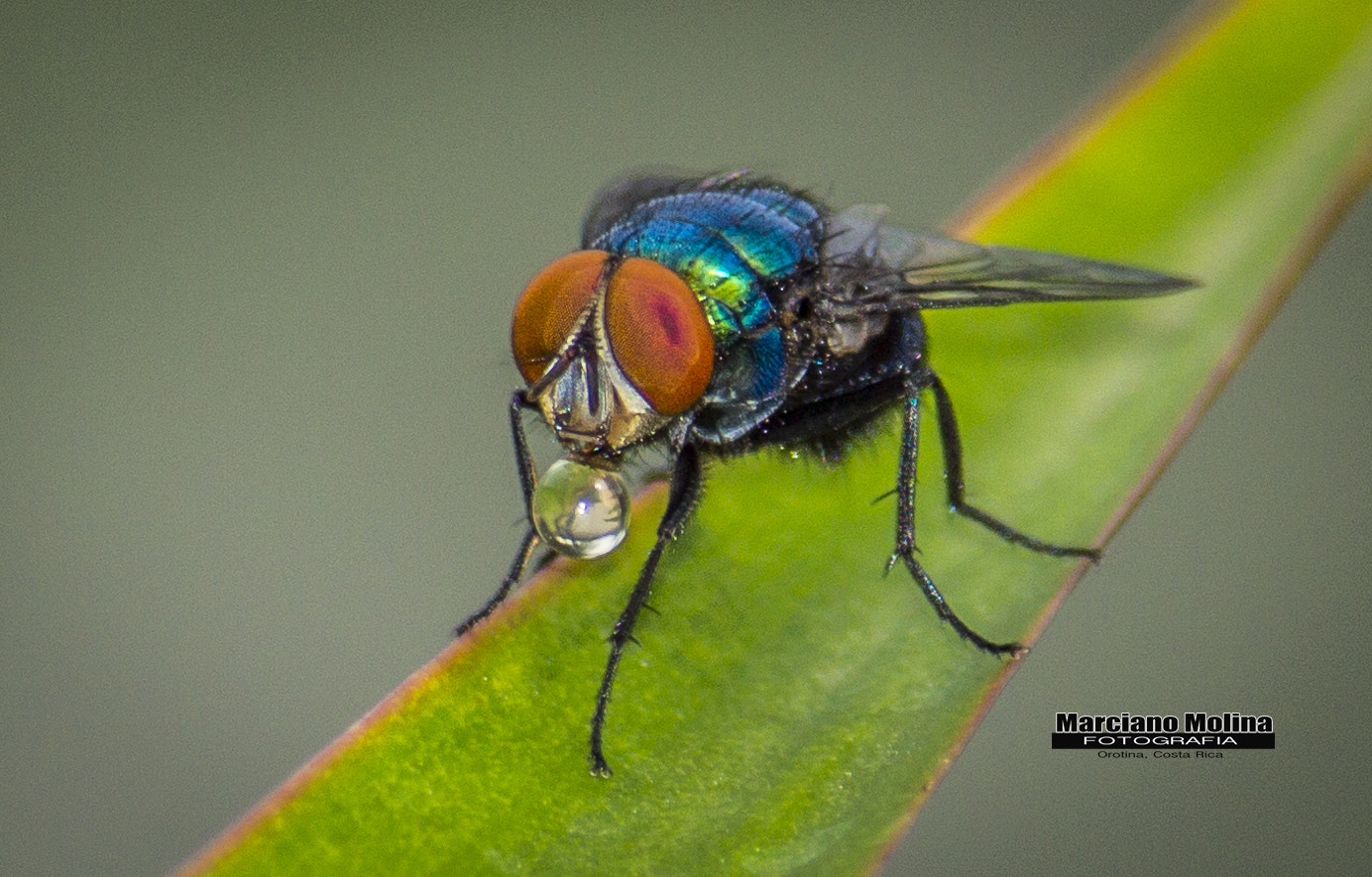 (Callitroga americana) mosca verde by Marciano Molina - Photo 35895412 ...