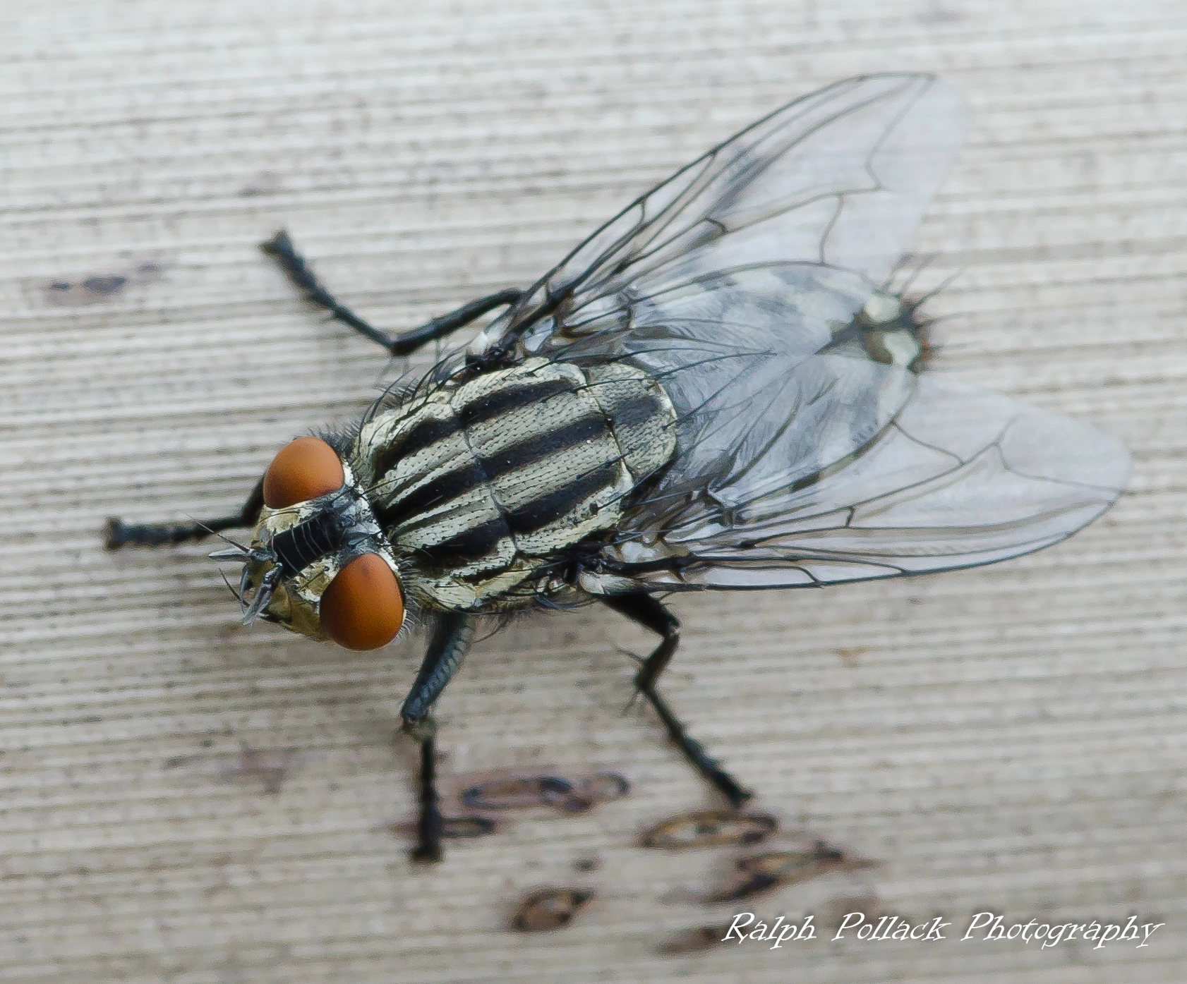 Zebra Fly by Ralph Pollack - Photo 3610157 / 500px
