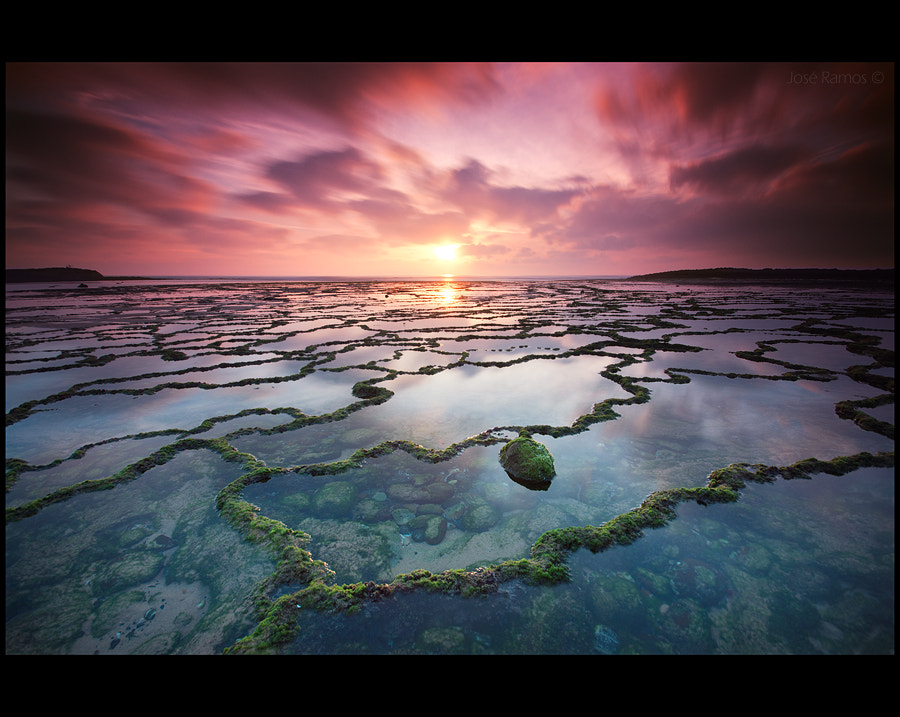 The Natural Networks by José Ramos / 500px