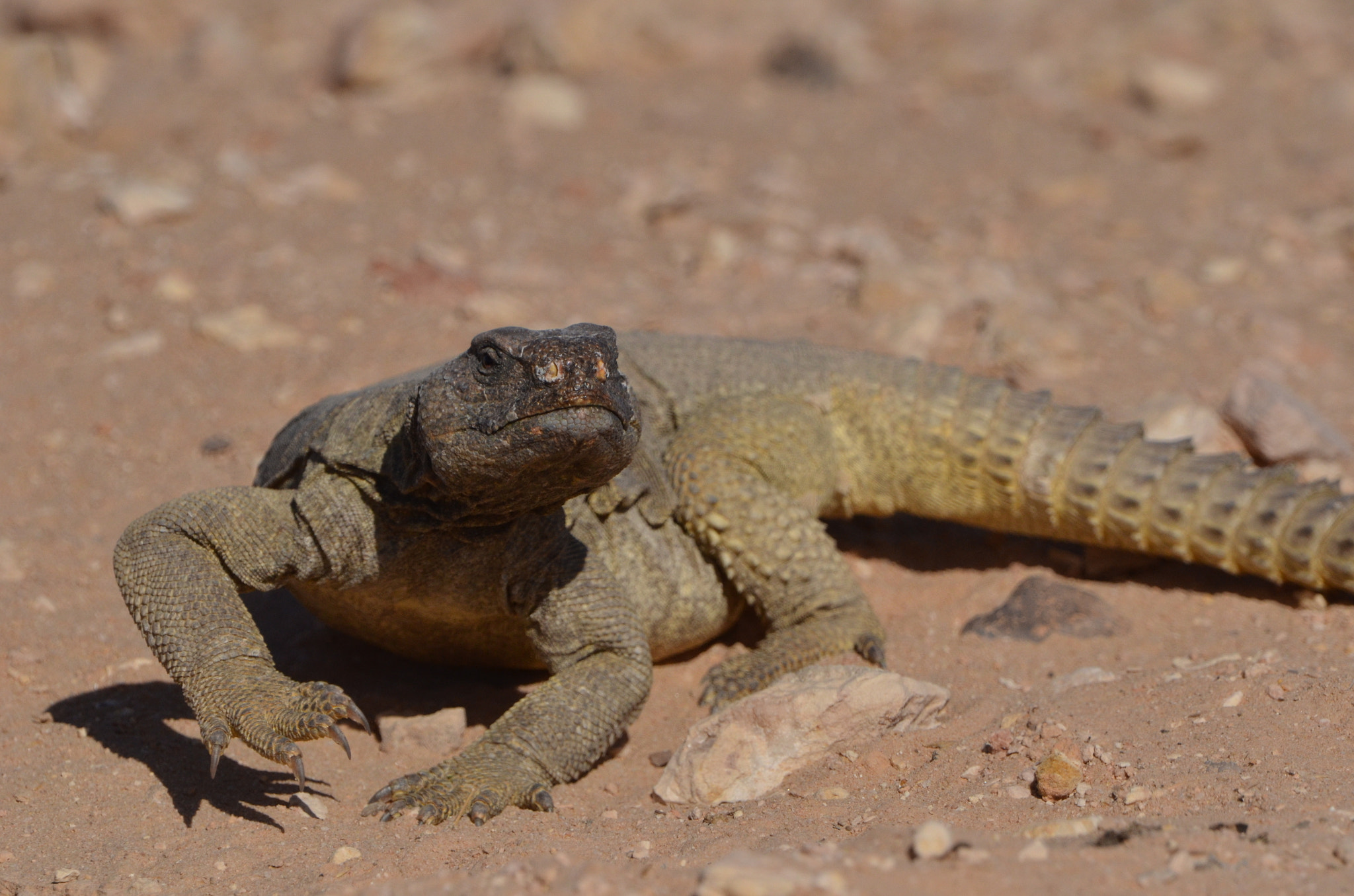 Spiny-tailed Lizard ,Dhab.( uromastyx aegyptius microlepis ) by Hamed ...