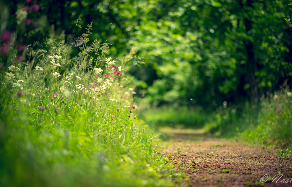 summer by Anastasia Lesyuk / 500px